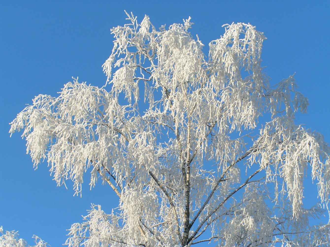 Eerste vorst in de regio Eindhoven. – Digitale Stad Eindhoven